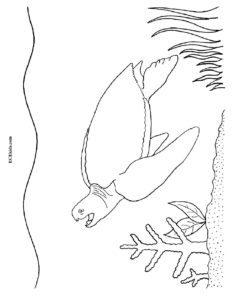 Sea Turtle Coloring Sheet - ECEkids