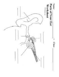 Parts Of The Ear Diagram Worksheet 31 Human Ear With Label Labels