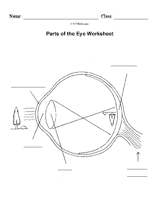 Parts of the Eye Worksheet-thumbnail - ECEkids